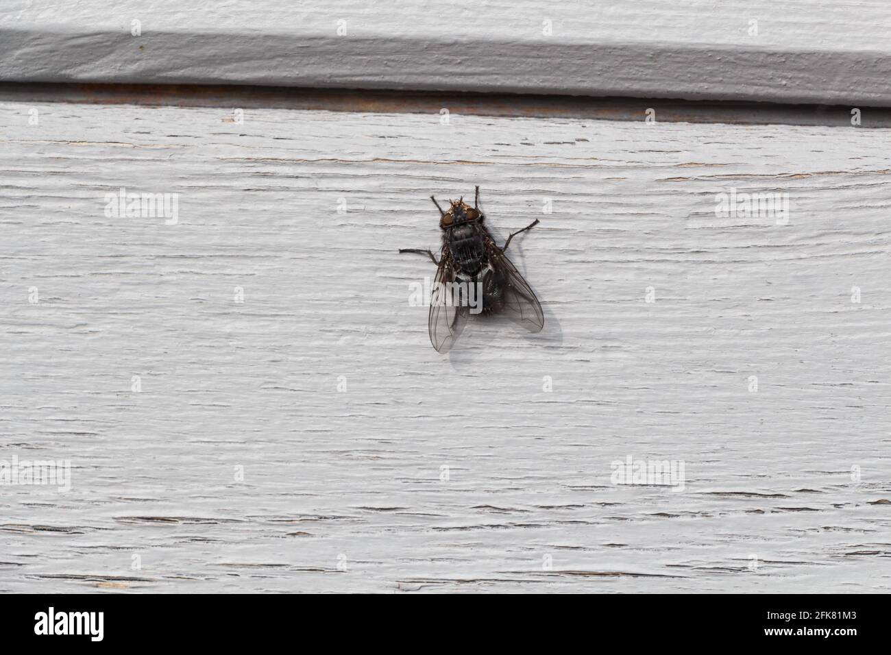 Grey black fly hi-res stock photography and images - Alamy