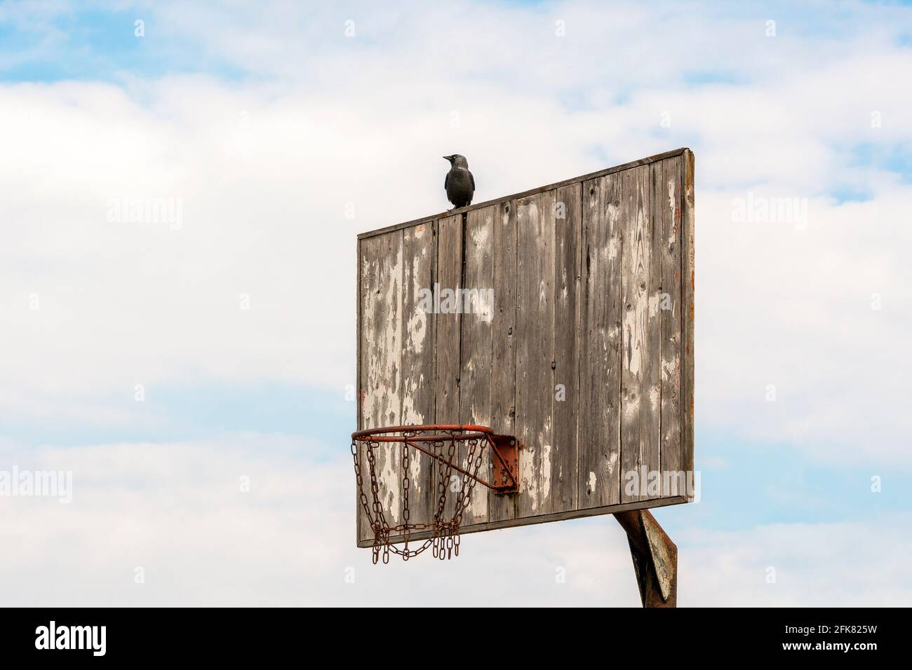 Bird sits on basketball hoop with sky background Stock Photo - Alamy