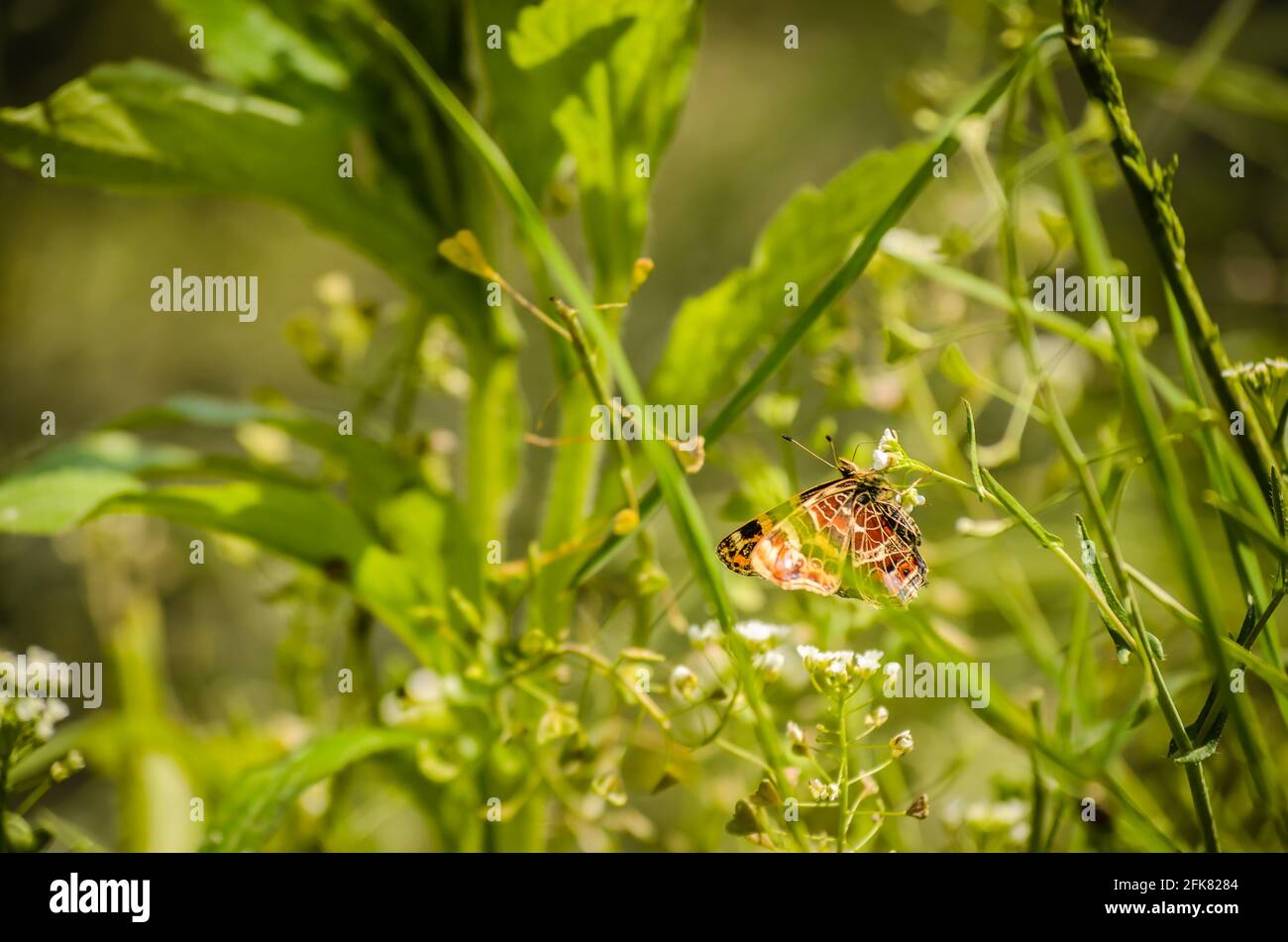 01. 05. 2017. Danube River - Serbia, Novi Sad, Petrovaradin. A ...