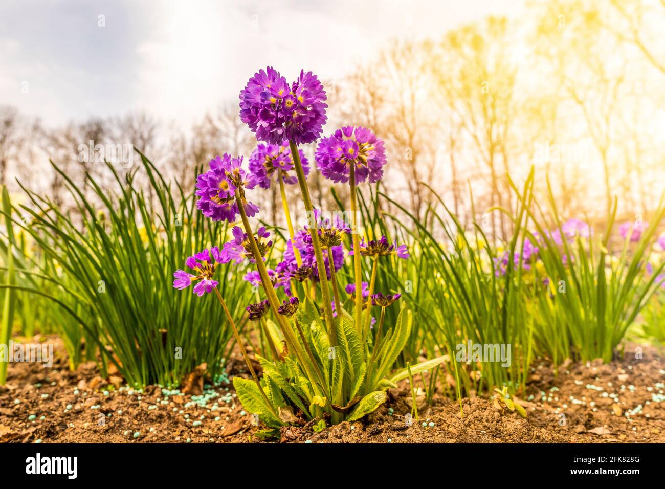 Purple flowers bloom close-up in the garden. Atmospheric spring floral ...
