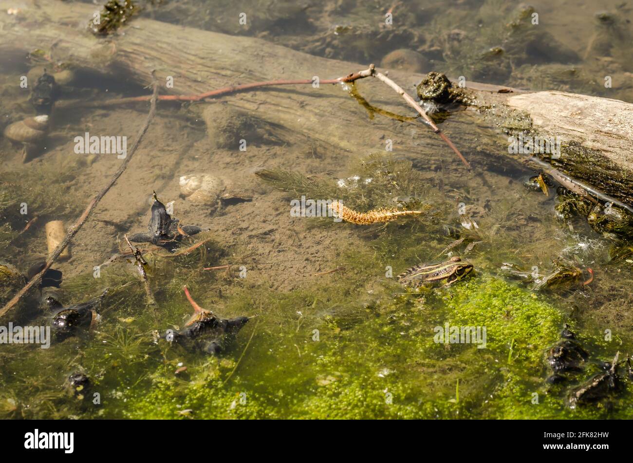 01. 05. 2017. Danube River - Serbia, Novi Sad, Petrovaradin. Frog in ...