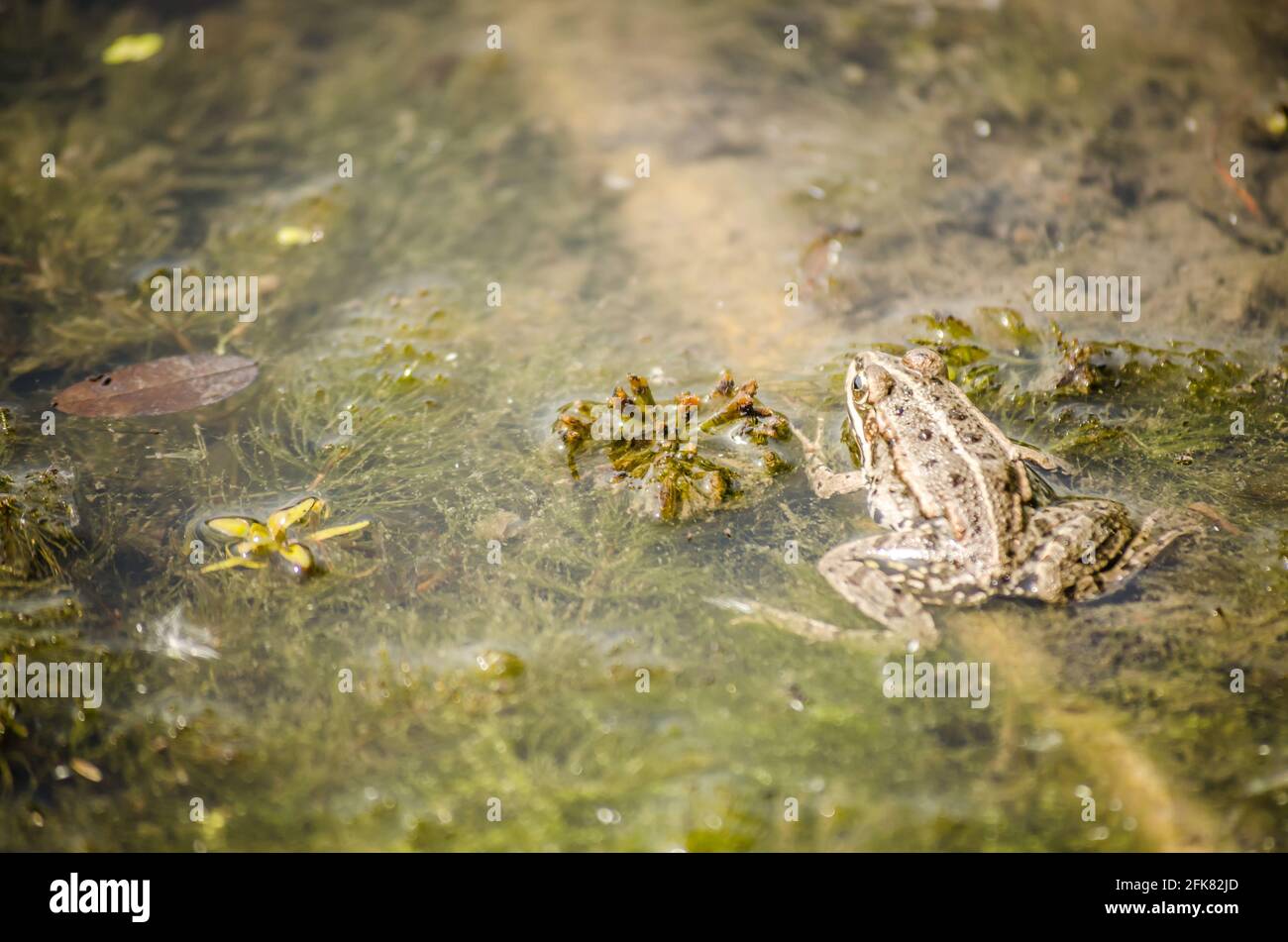 01. 05. 2017. Danube River - Serbia, Novi Sad, Petrovaradin. Frog in ...