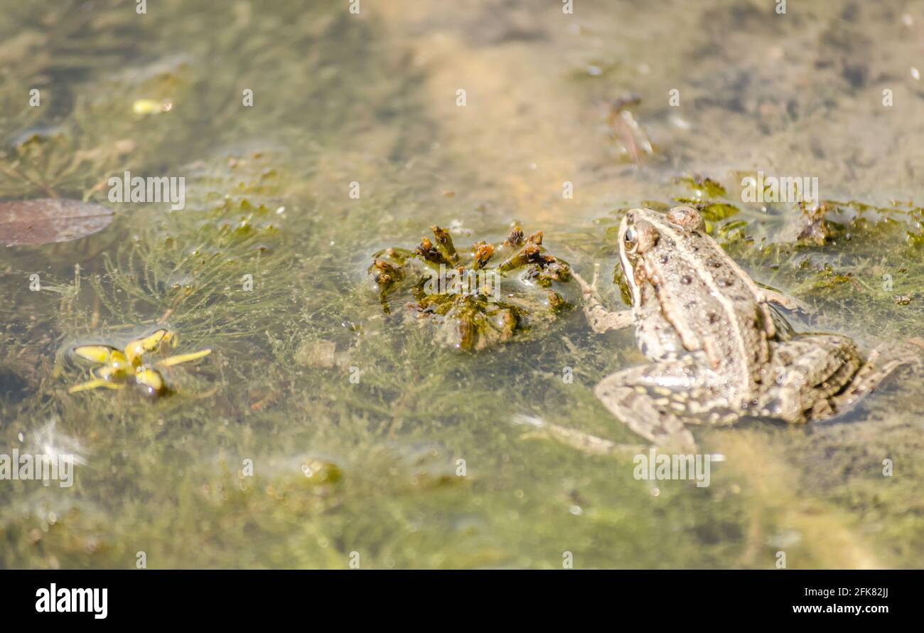 01. 05. 2017. Danube River - Serbia, Novi Sad, Petrovaradin. Frog in ...