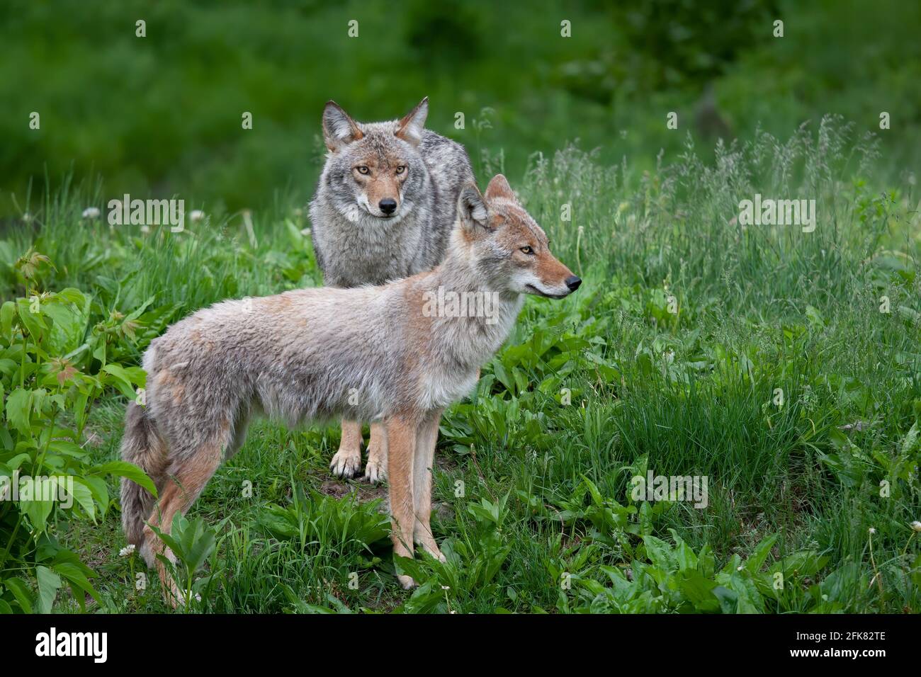 Two coyotes hi-res stock photography and images - Alamy