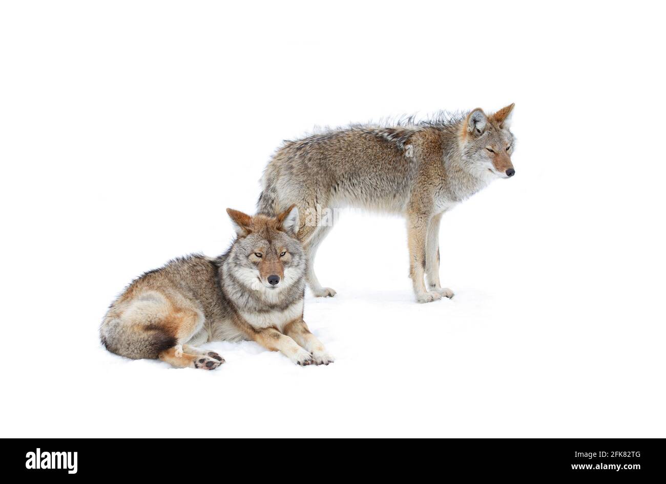 Two Coyotes Canis latrans isolated on white background walking and ...