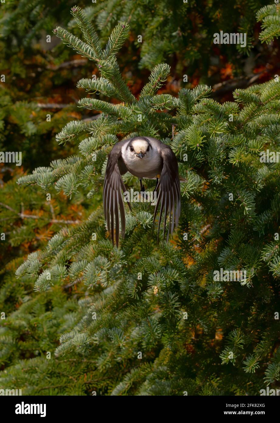 Canada Jay or Gray Jay (Perisoreus canadensis) in flight in Algonquin ...