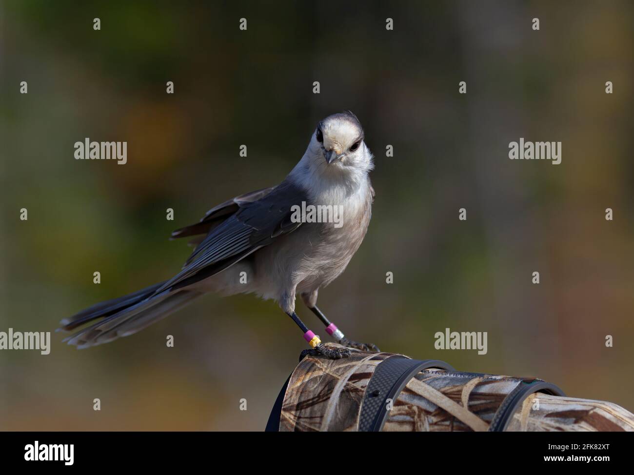 Canada Jay or Gray Jay Perisoreus canadensis perched on a camera in ...