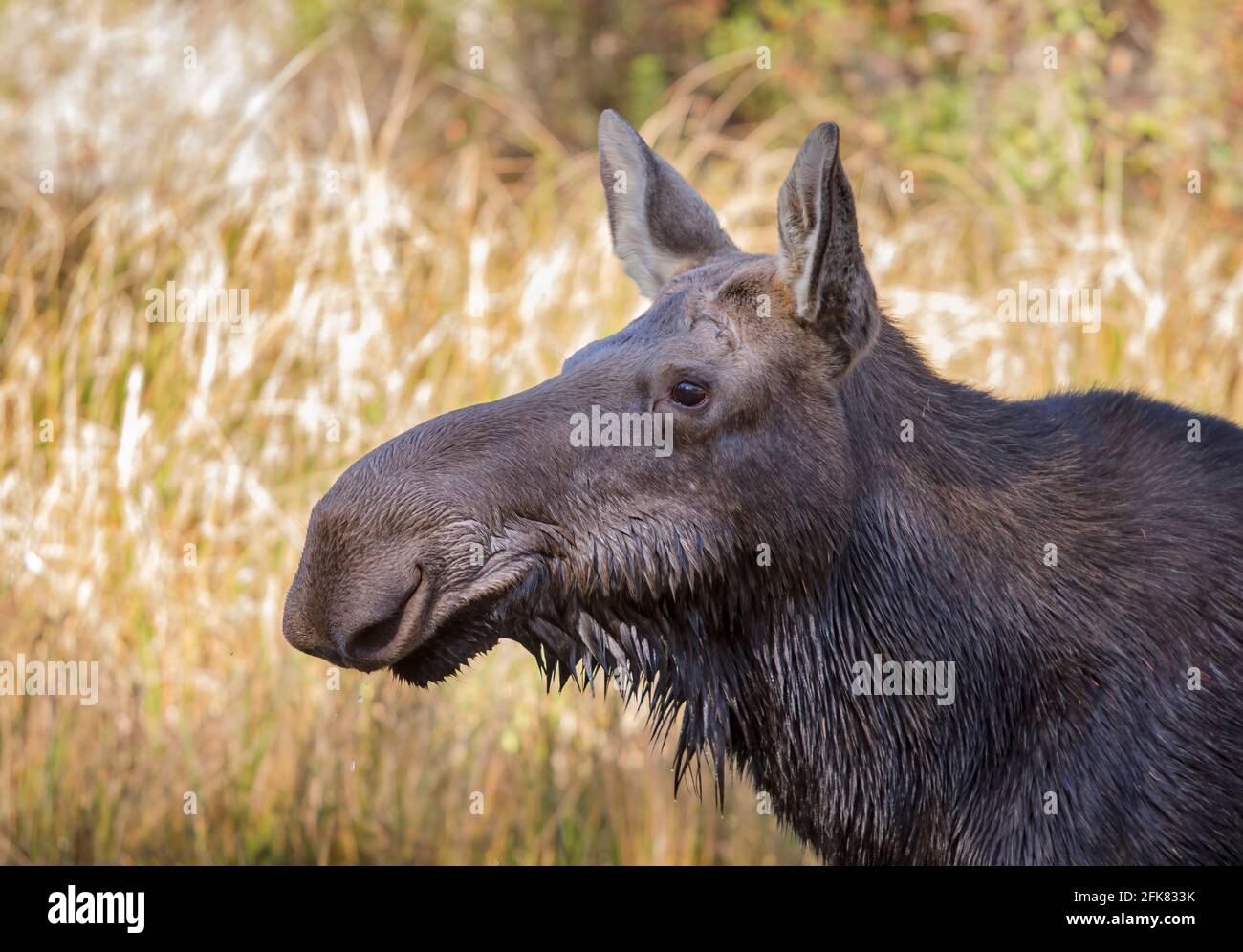 Cow Moose Alces alces grazing in a small pond in Algonquin Park, Canada ...