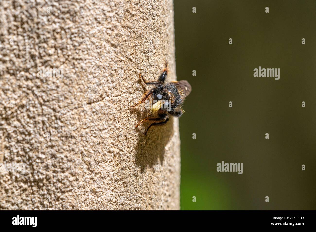 Promachus yesonicus hi-res stock photography and images - Alamy