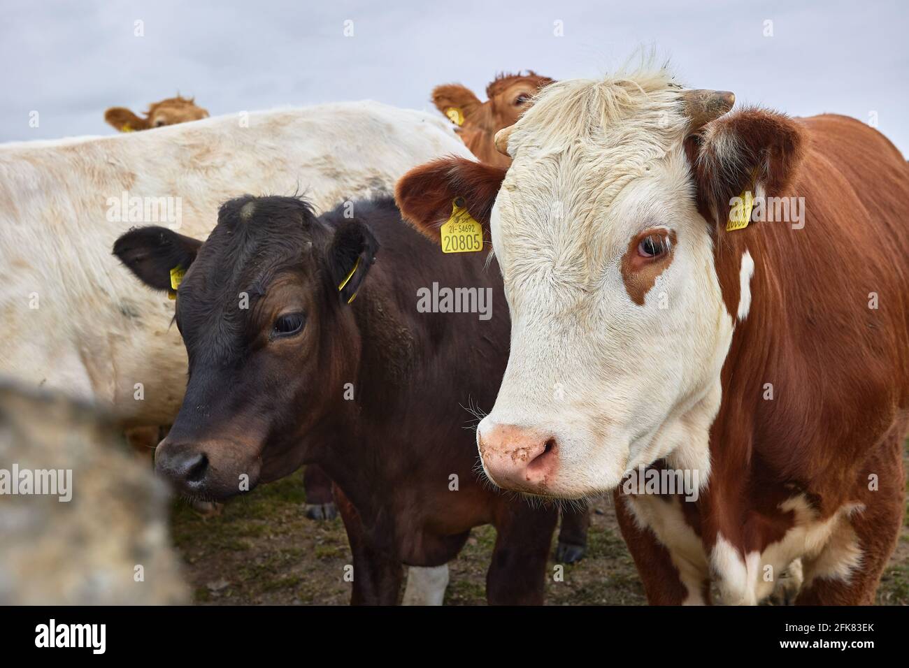Pretty cows hi-res stock photography and images - Alamy