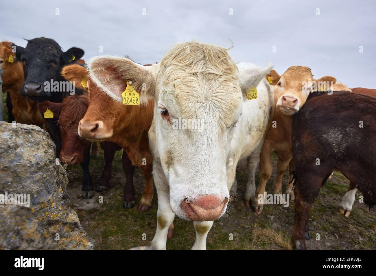 Cow with big ears hi-res stock photography and images - Alamy