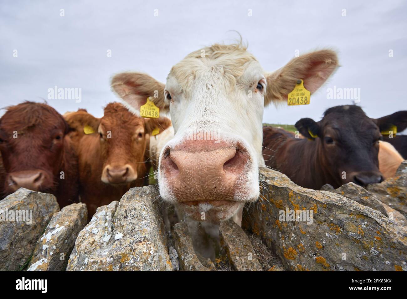 Cow with big ears hi-res stock photography and images - Alamy