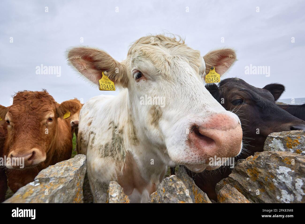 Cow with big ears hi-res stock photography and images - Alamy