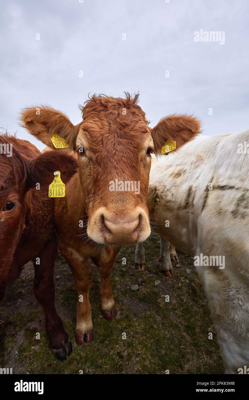 Brown Cow Backgrounds Stock Cute Brown Cow Near The Forest Stock Photo