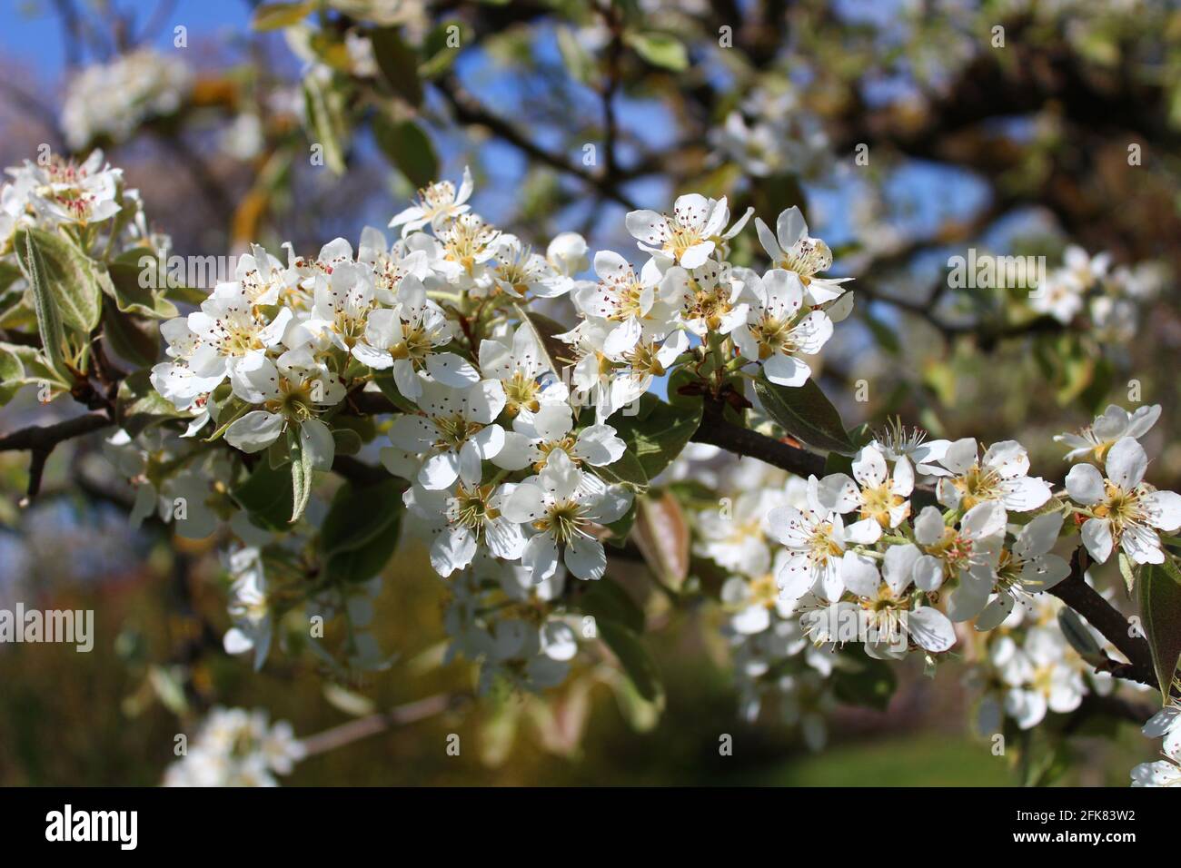 blossoming pear tree in the garden Stock Photo - Alamy