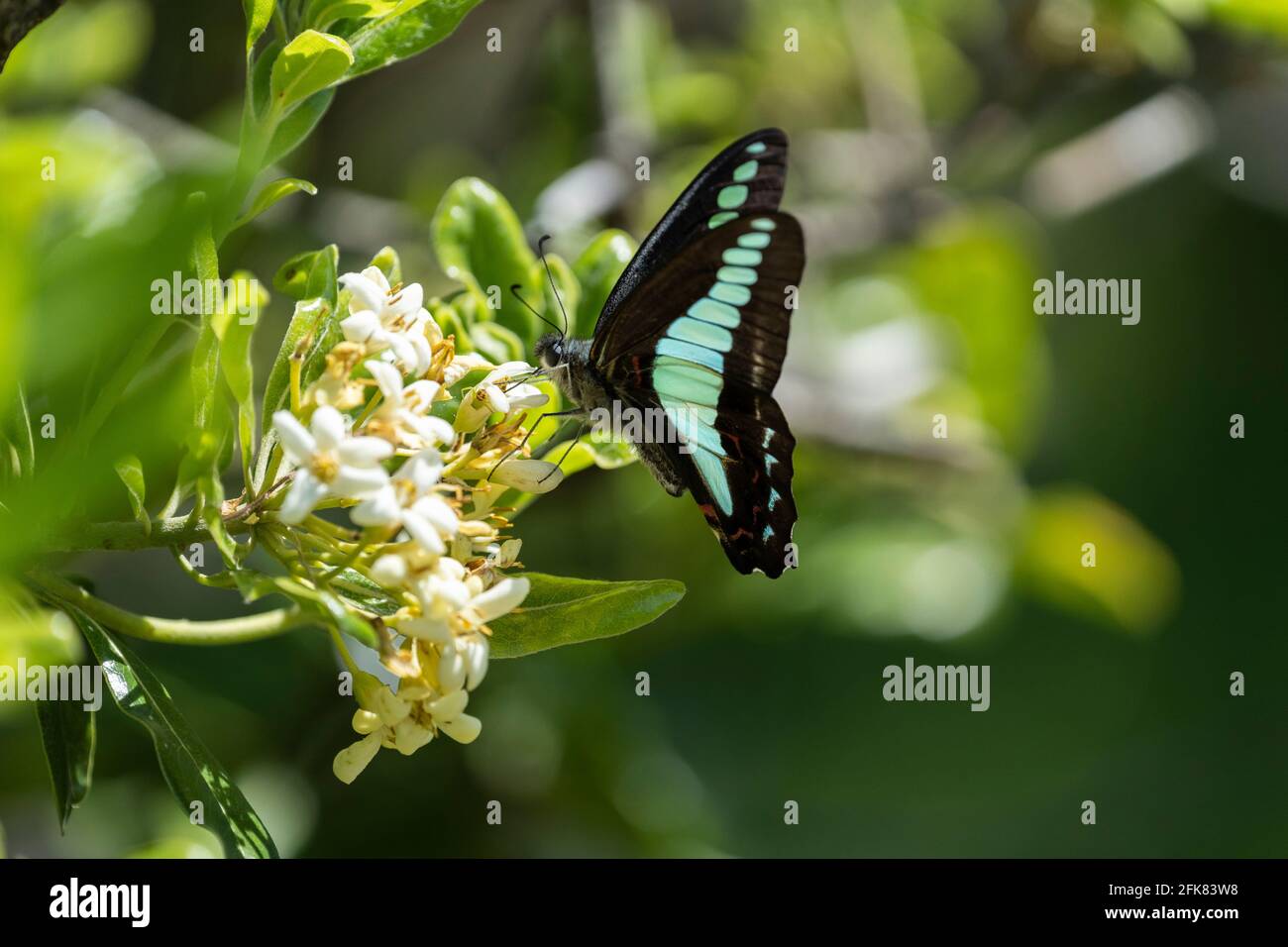 Common bluebottle (Graphium sarpedon), Isehara City, Kanagawa ...