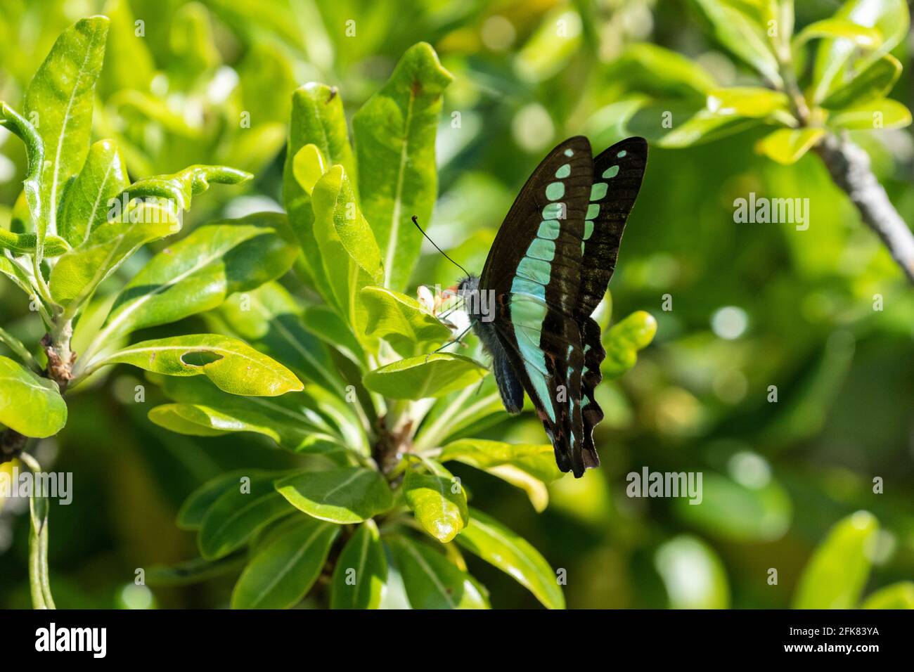 Common bluebottle (Graphium sarpedon), Isehara City, Kanagawa ...