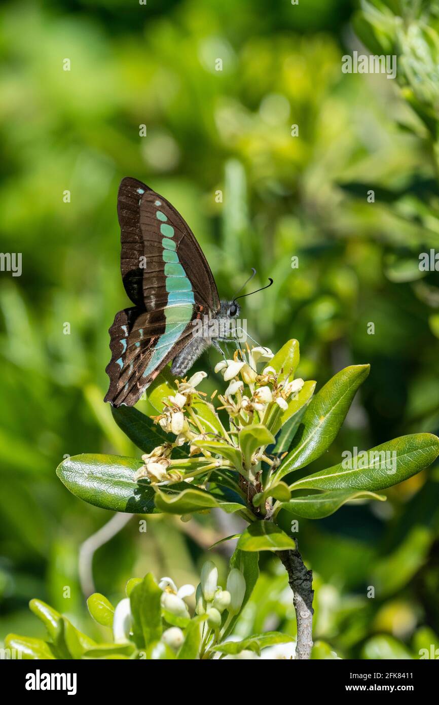 Sarpedon hi-res stock photography and images - Alamy