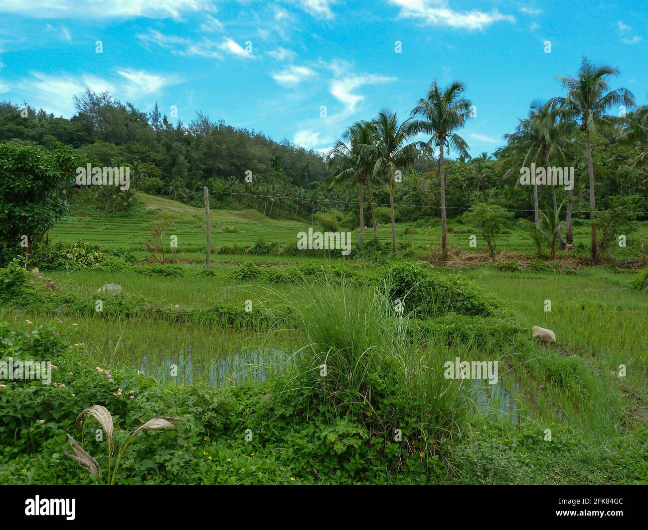 philippines mountains with rice fields Stock Photo - Alamy
