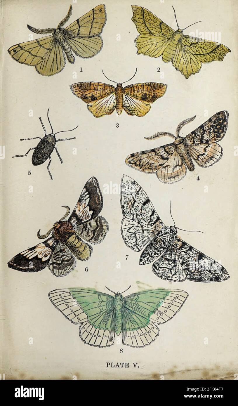 Peppered Moths Evolution Diagram