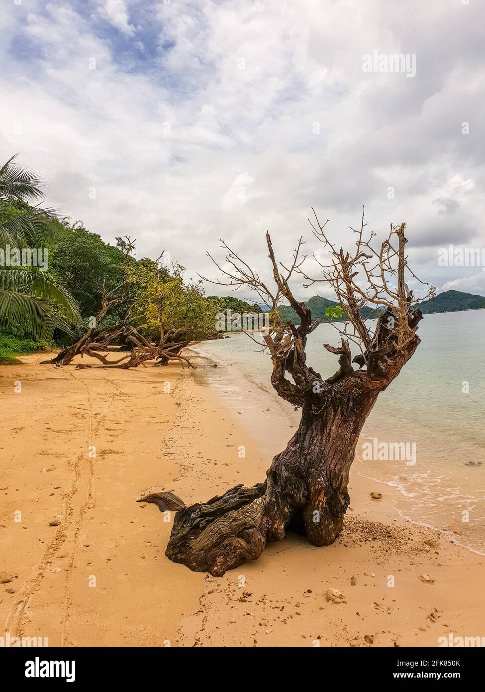 Trunks dead palm trees in hi-res stock photography and images - Alamy