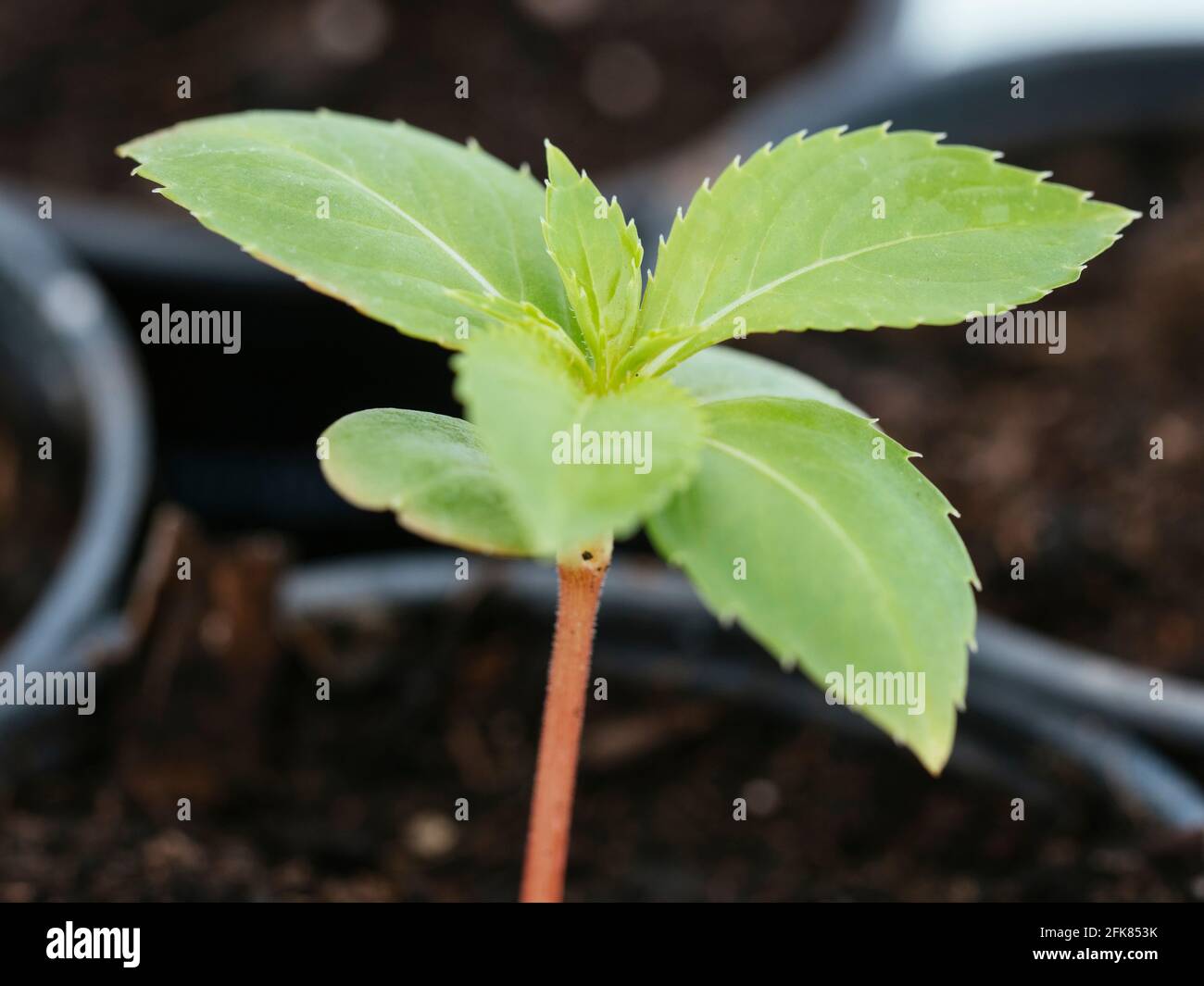 Garden balsam (Impatiens balsamina) seedling one month after sowing ...