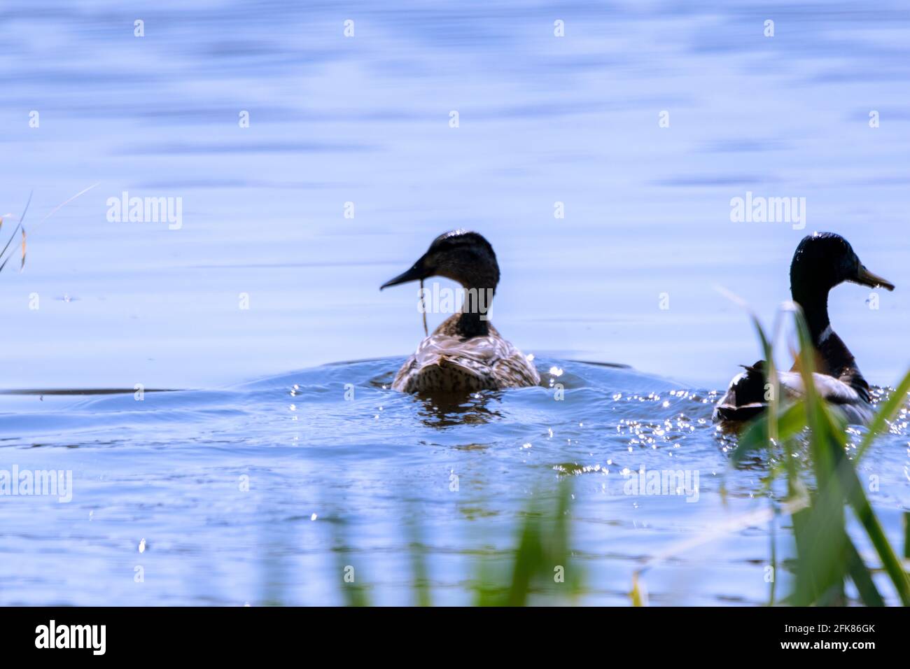view of mallard duck on a lake Stock Photo - Alamy