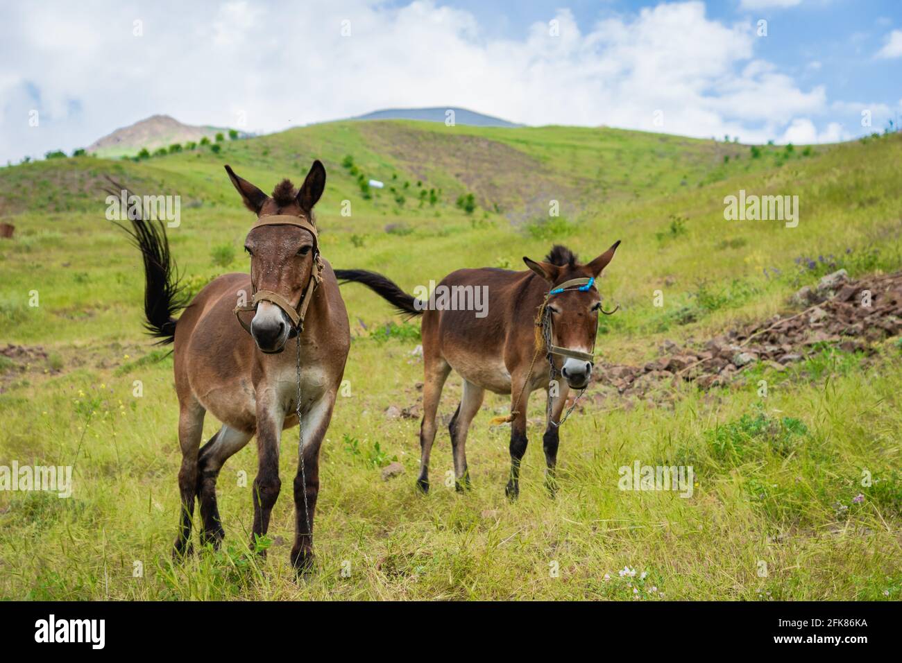 Mule hill mountain hi-res stock photography and images - Alamy