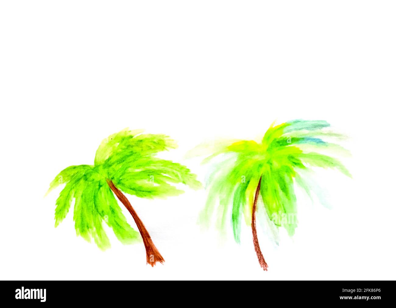 Illustration of palm trees. Two palm trees on a white background Stock ...