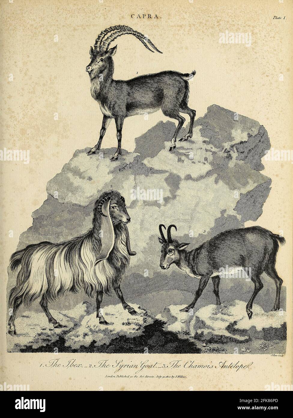 Antelope goats hi-res stock photography and images - Alamy