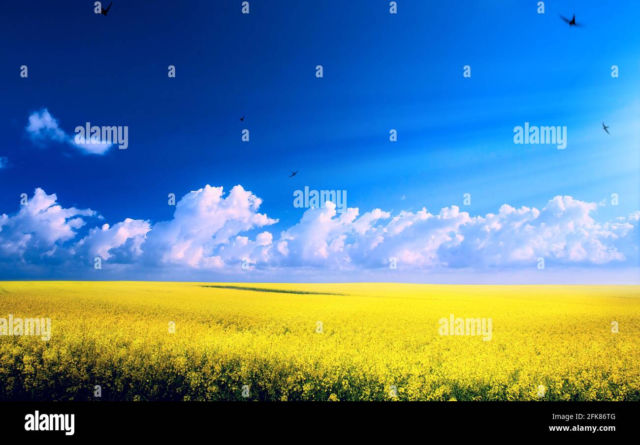 spring landscape panorama with flowering flowers on field and blue sky ...