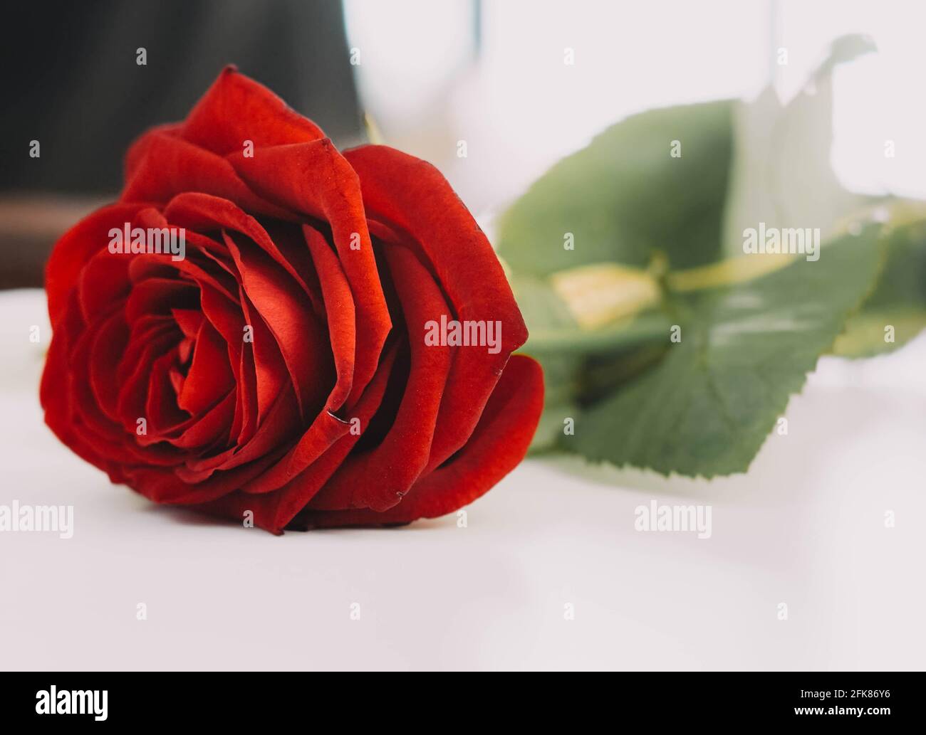 Roses have thorns hi-res stock photography and images - Alamy