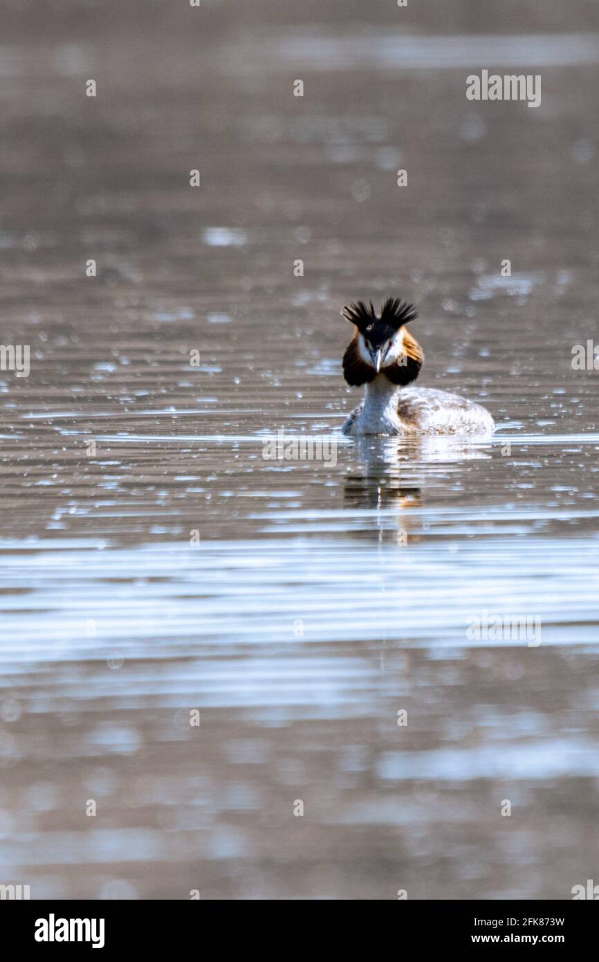 Great crested grebe on a lake Stock Photo - Alamy
