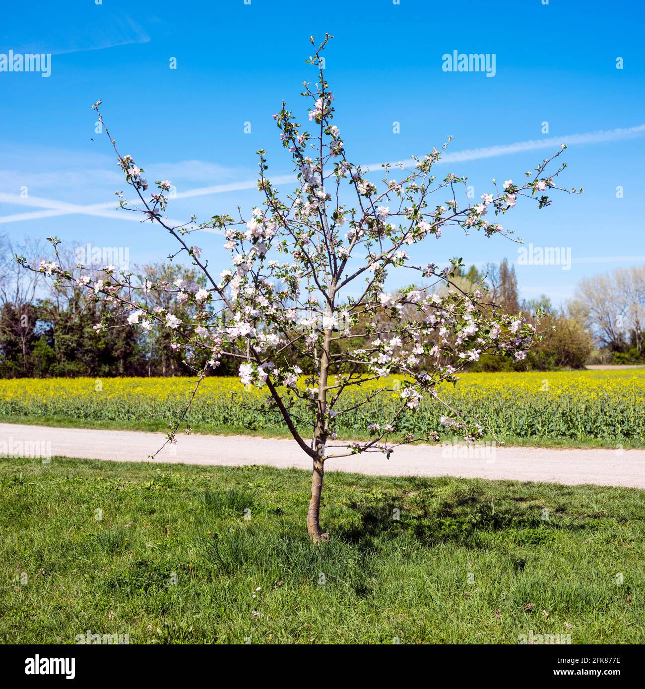 Apple blossoms hi resolution Stock Photo - Alamy