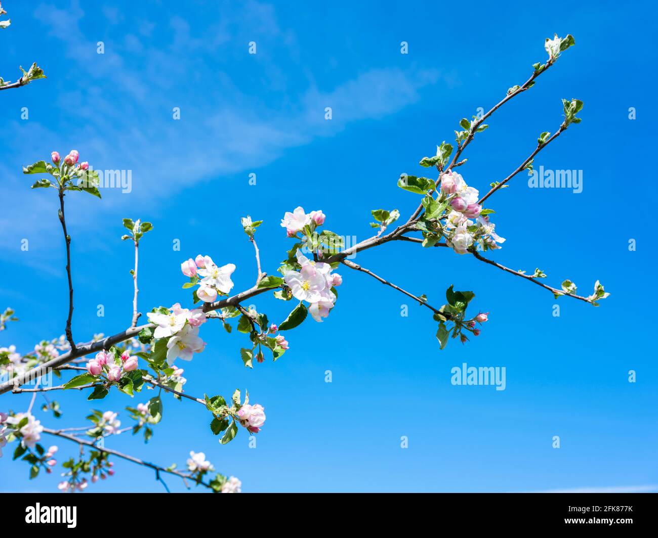 Full high resolution hi-res stock photography and images - Alamy