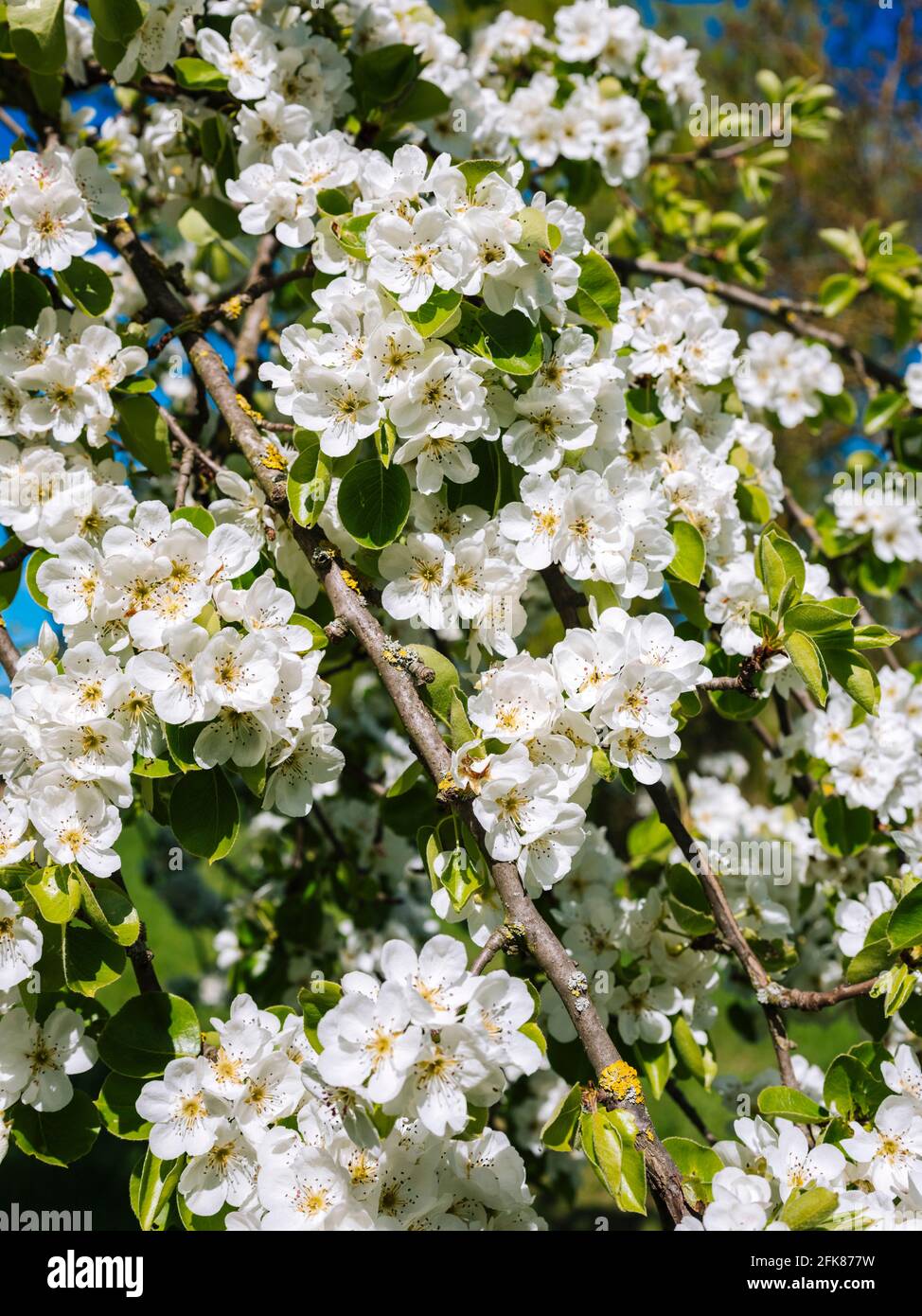 Apple blossoms hi resolution Stock Photo - Alamy