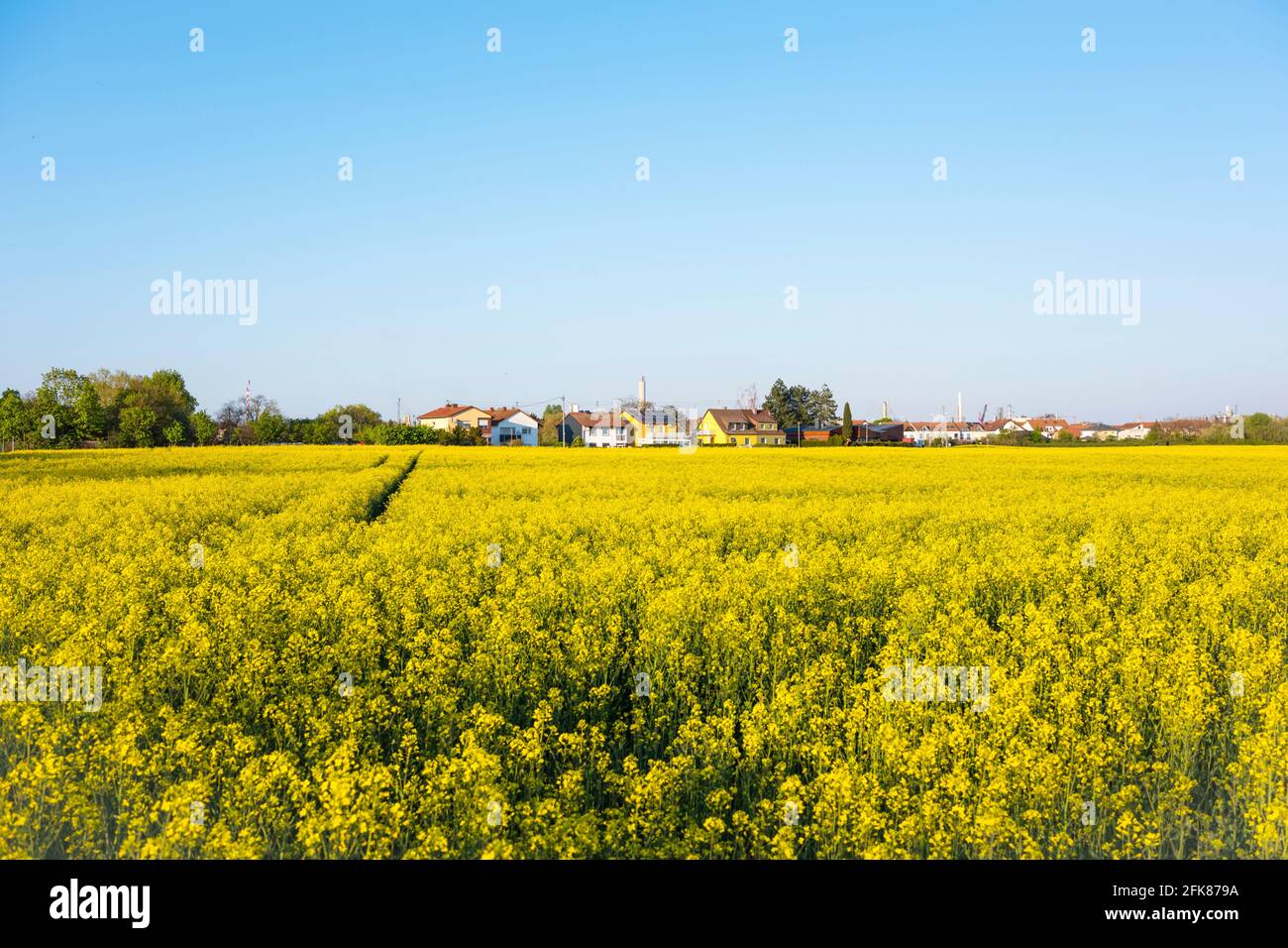 Rape field high resolution Stock Photo - Alamy
