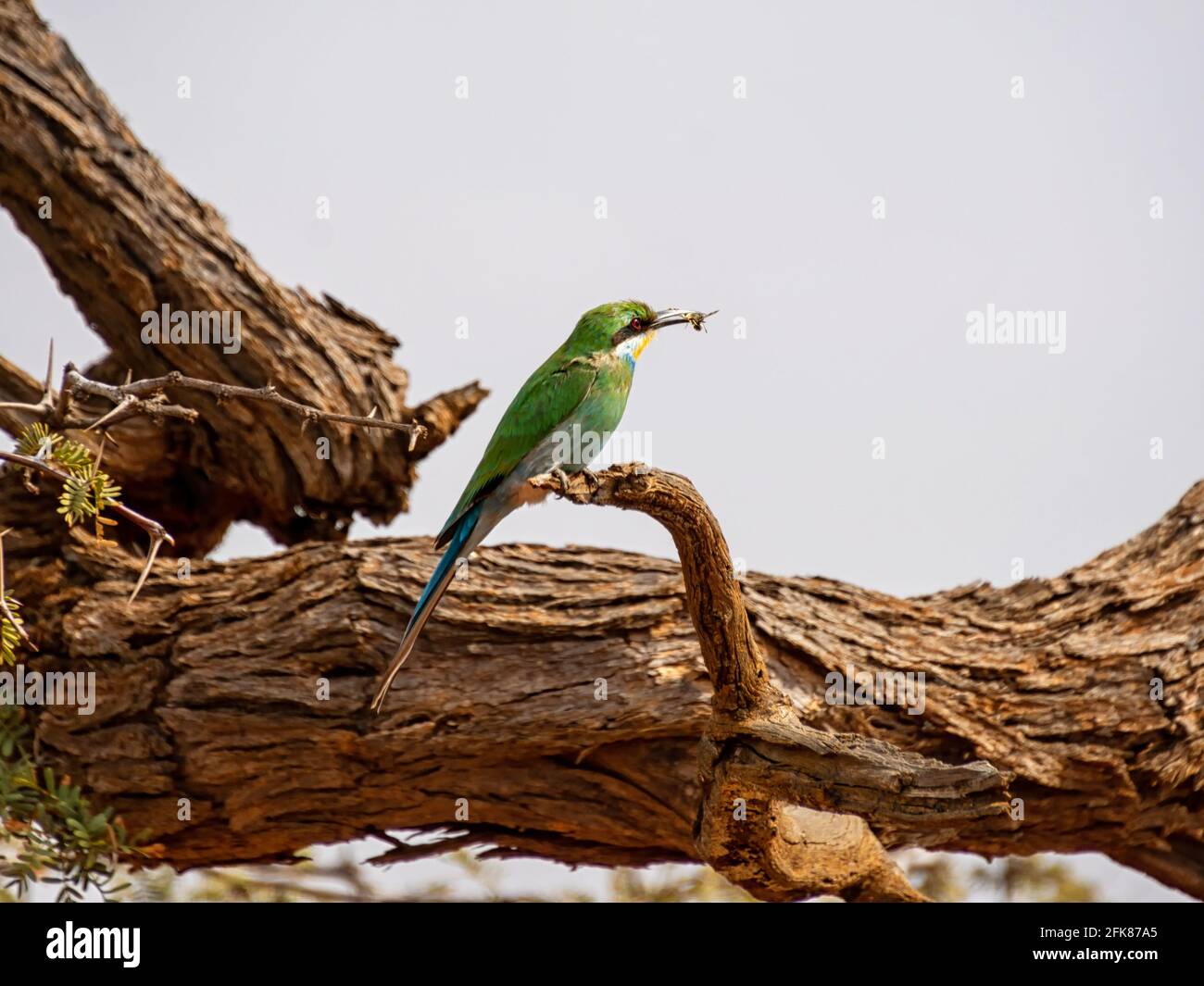 A Swallow-tailed Bee-eater perched in a tree with an insect that it has ...