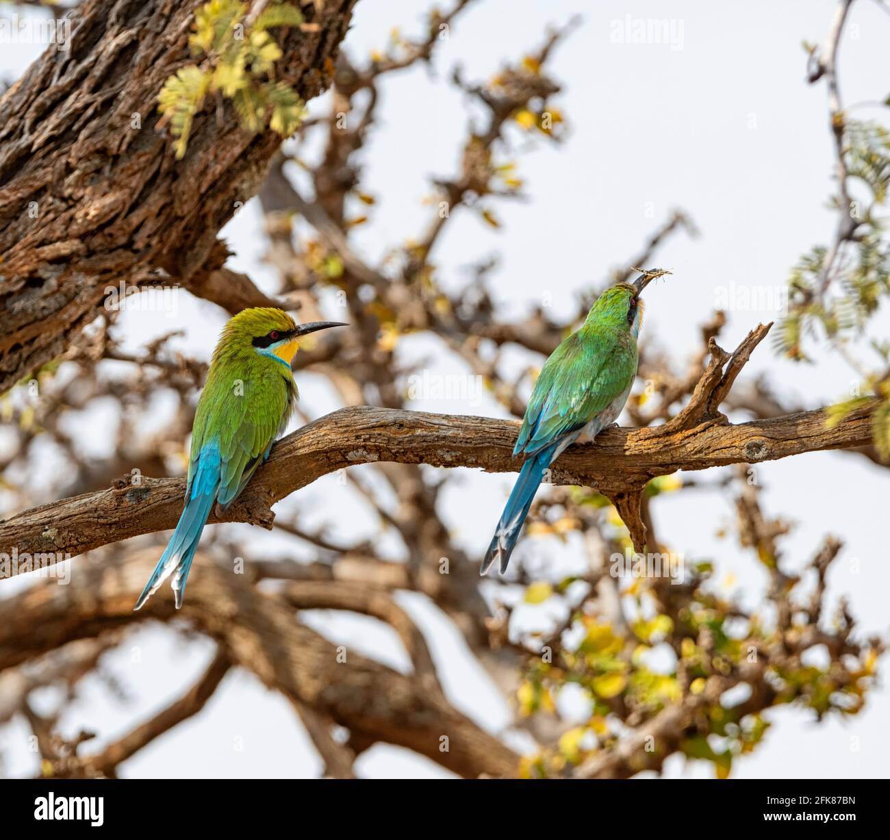 A pair of Swallow-tailed Bee-eaters perched in a tree in Southern ...