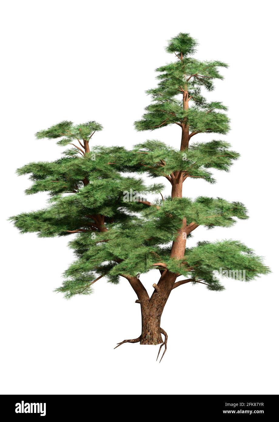 3D rendering of a pine tree isolated on white background Stock Photo ...