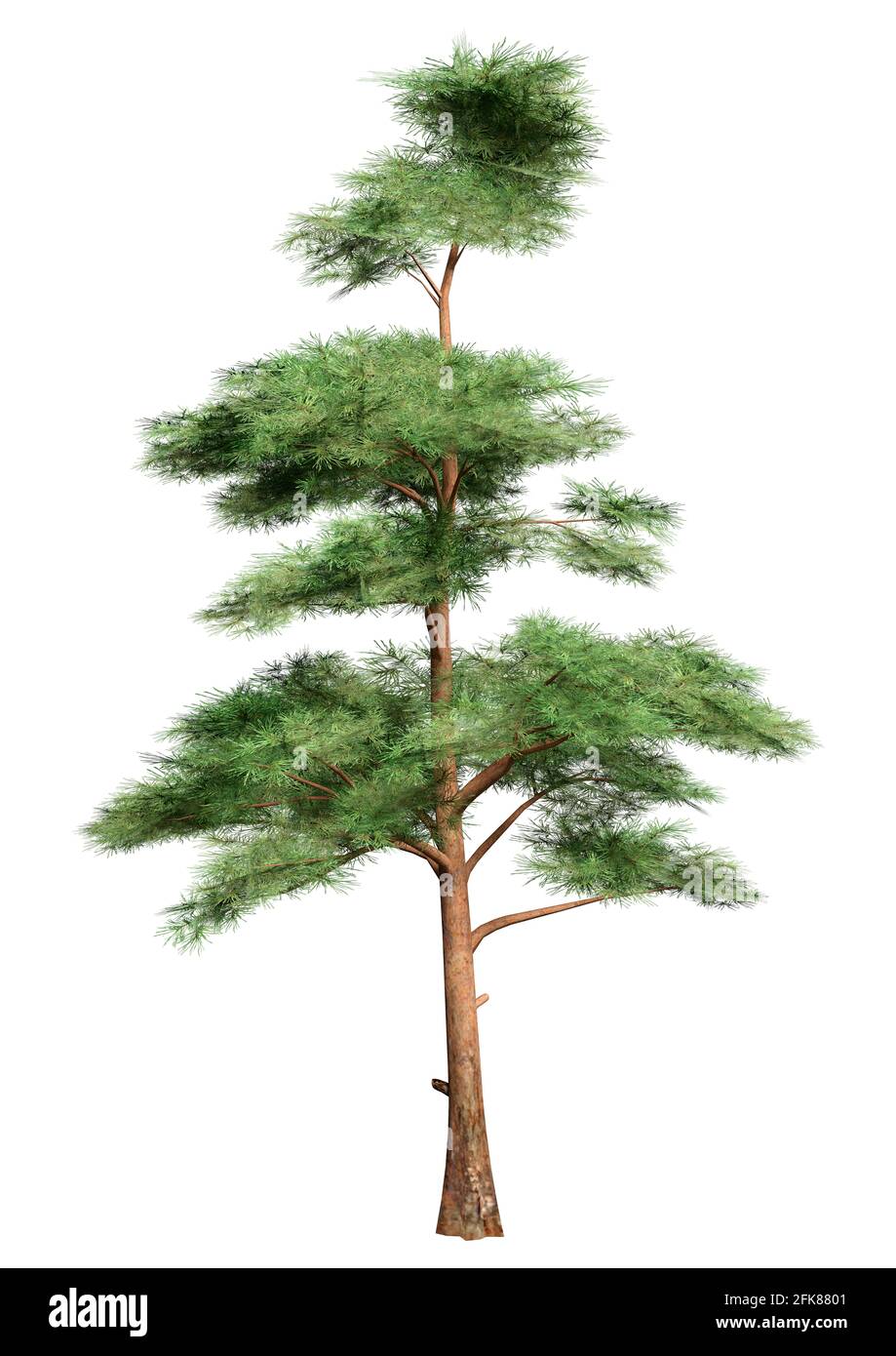 3D rendering of a pine tree isolated on white background Stock Photo ...