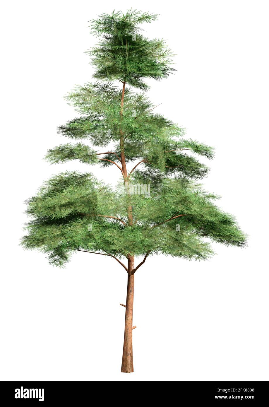 3D rendering of a pine tree isolated on white background Stock Photo ...