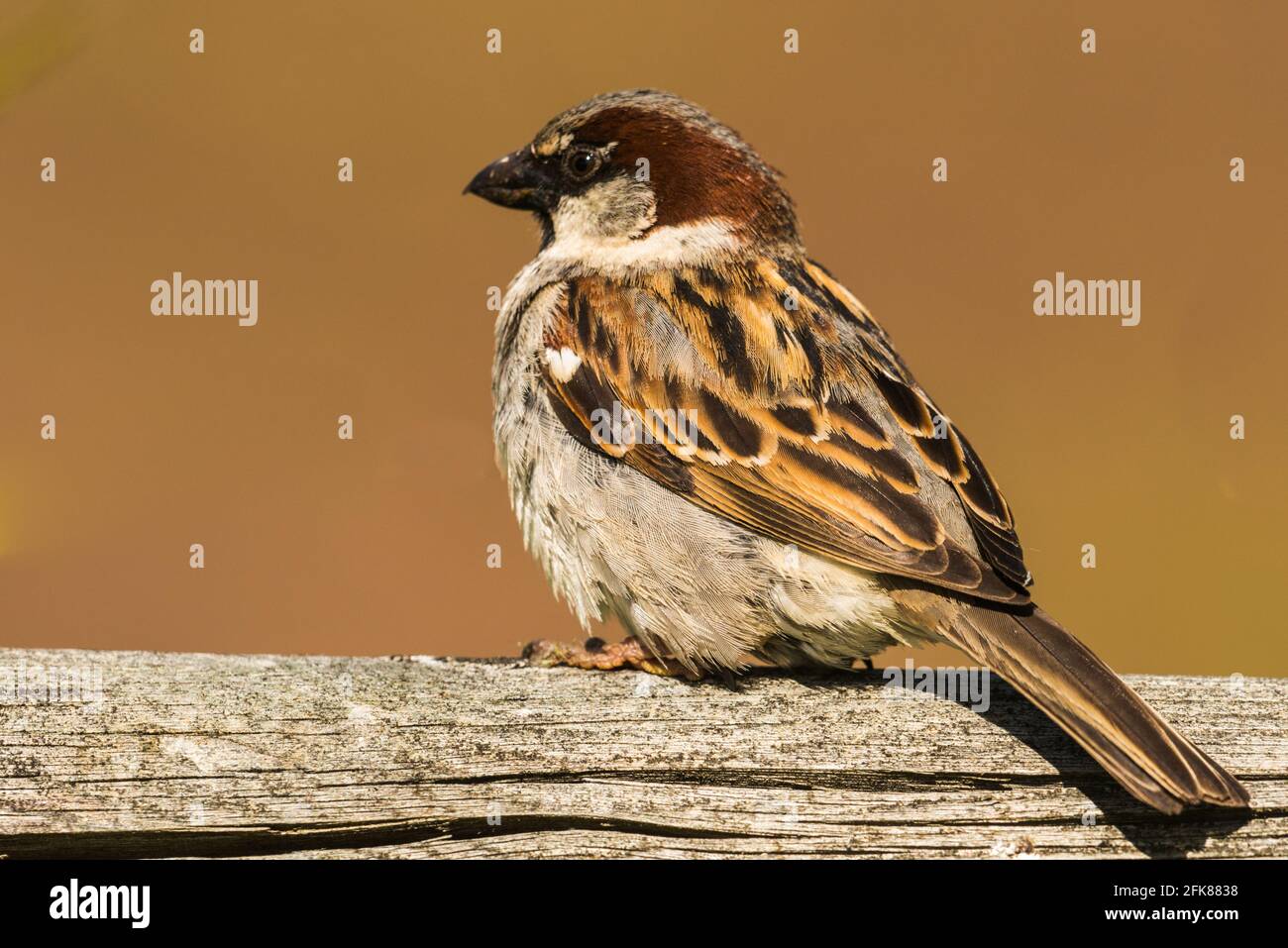 Male sparrow sits on branch hi-res stock photography and images - Alamy
