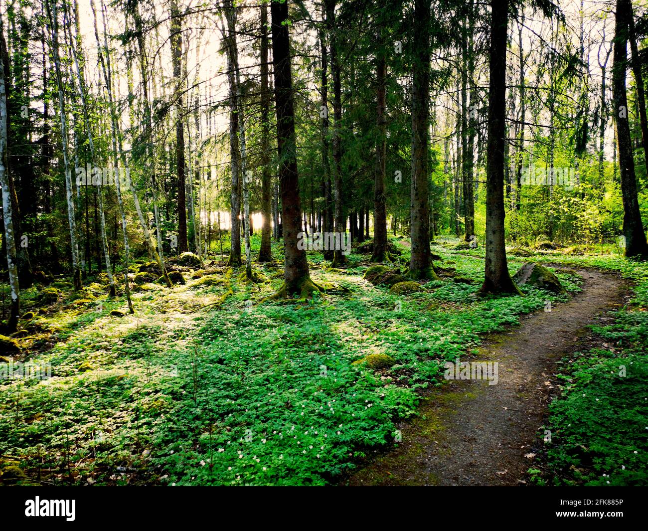A path in a swedish forest Stock Photo - Alamy