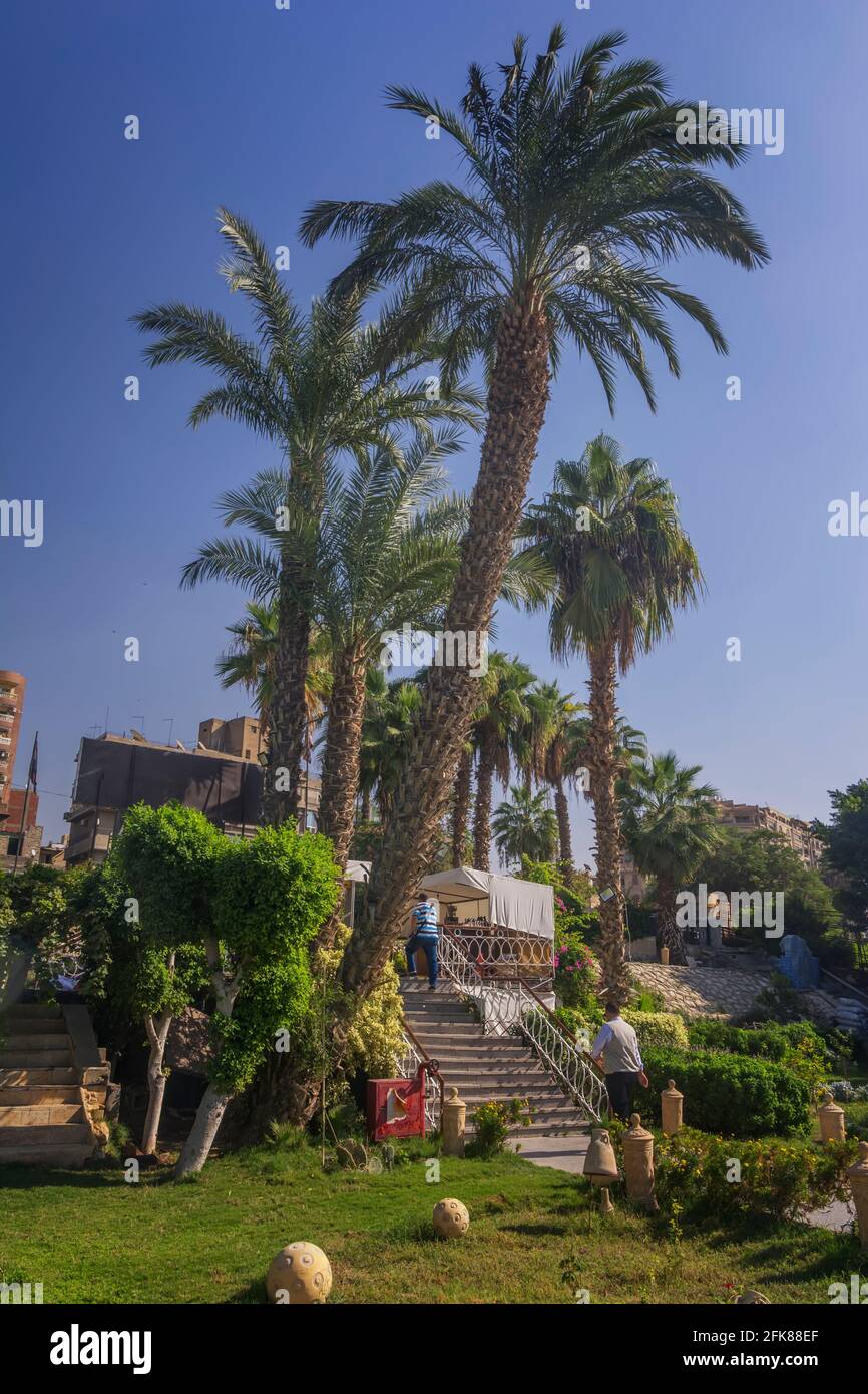 Palm trees cairo hi-res stock photography and images - Alamy