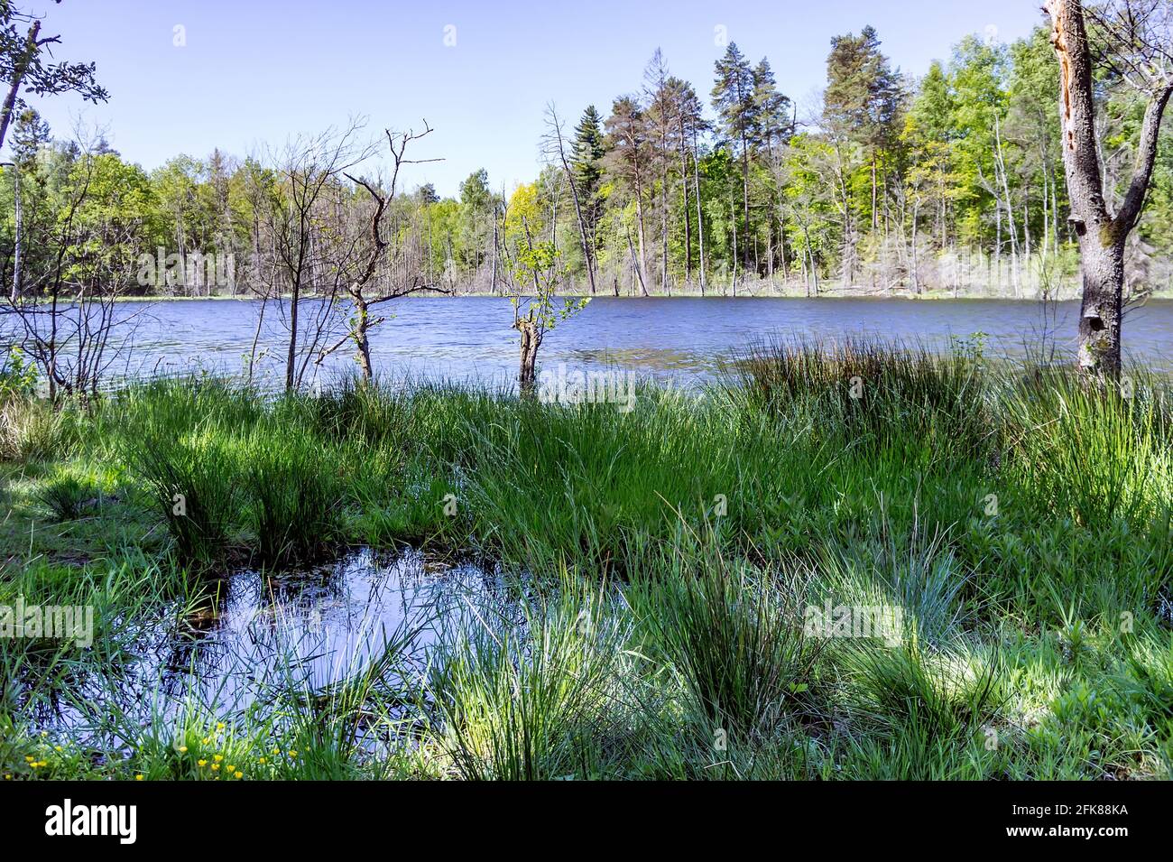 Landscape a beautiful pond. Forest natural pond. Lake or fishing pond ...