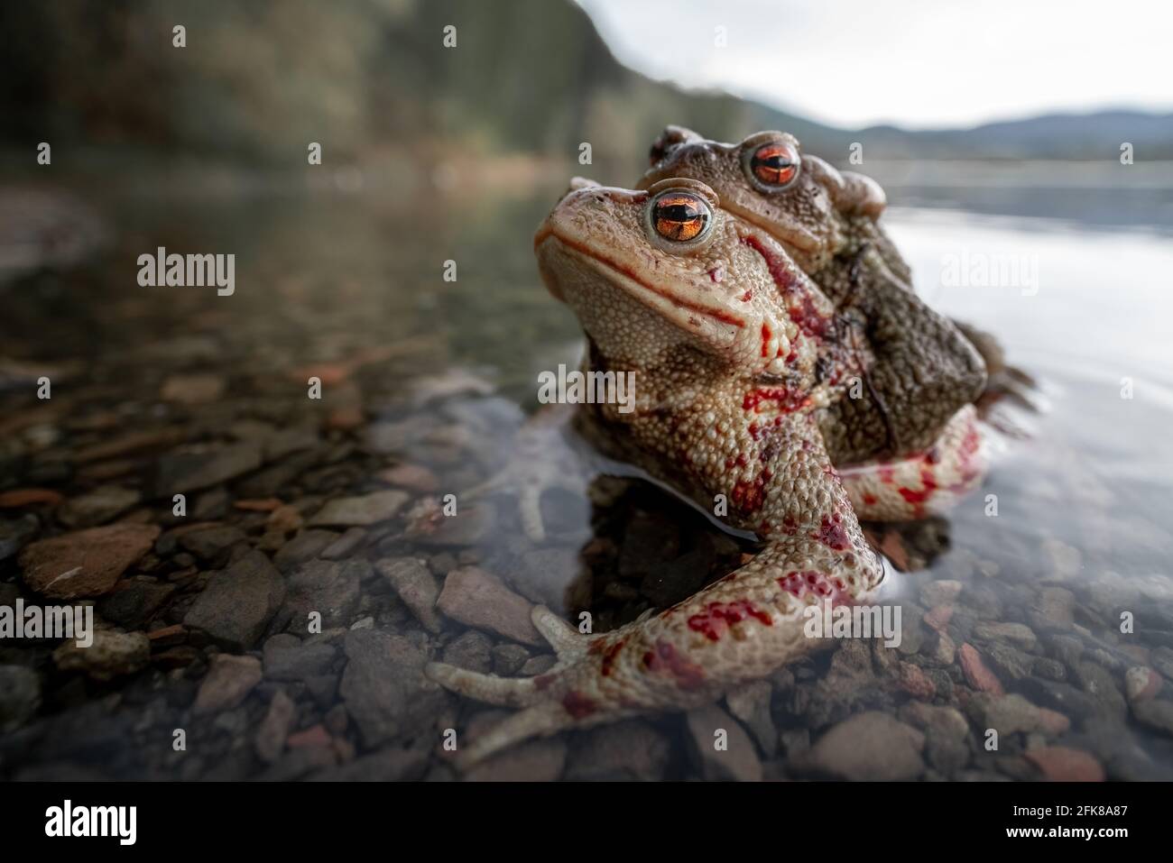 Toads mating in water hi-res stock photography and images - Alamy