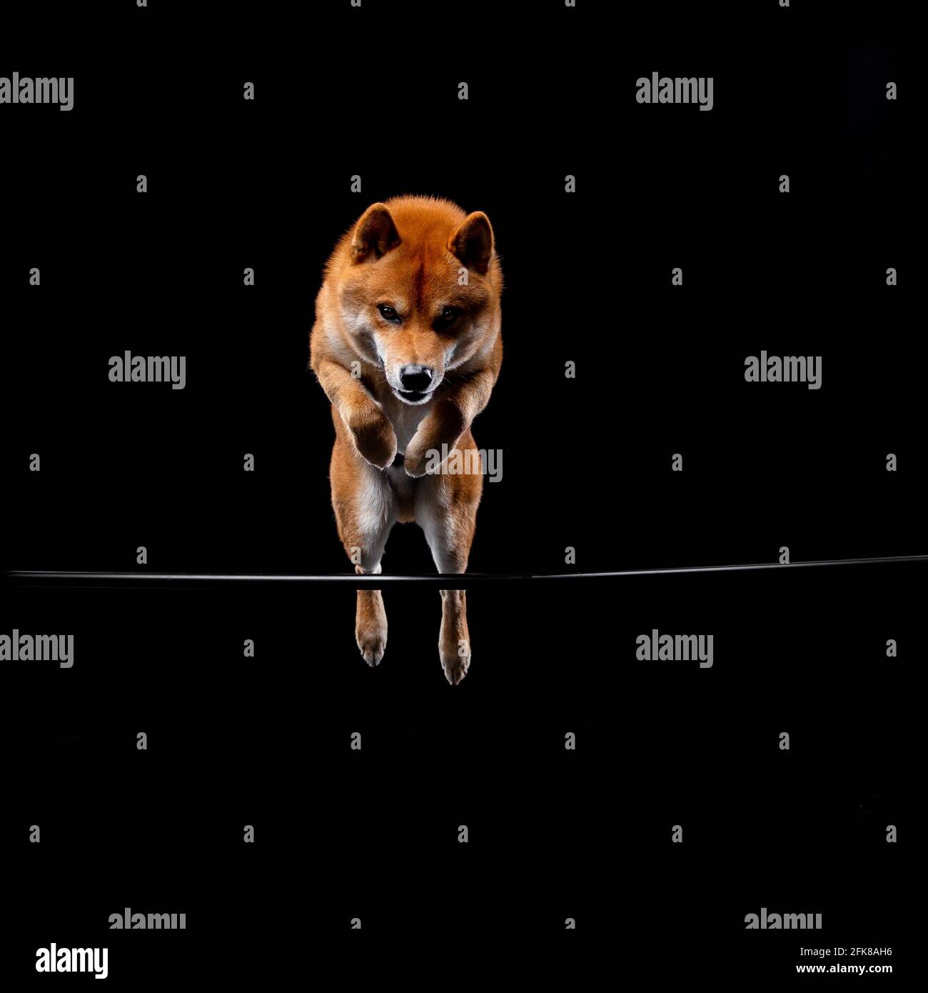 red shiba inu japanese dog on studio Stock Photo - Alamy