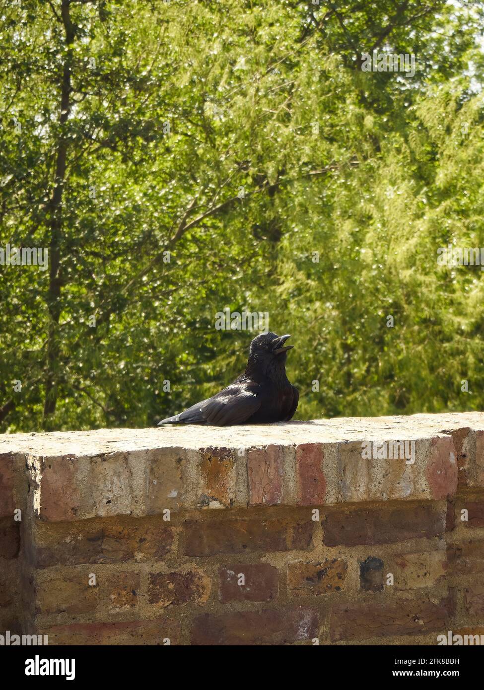 Happy crow hi-res stock photography and images - Alamy