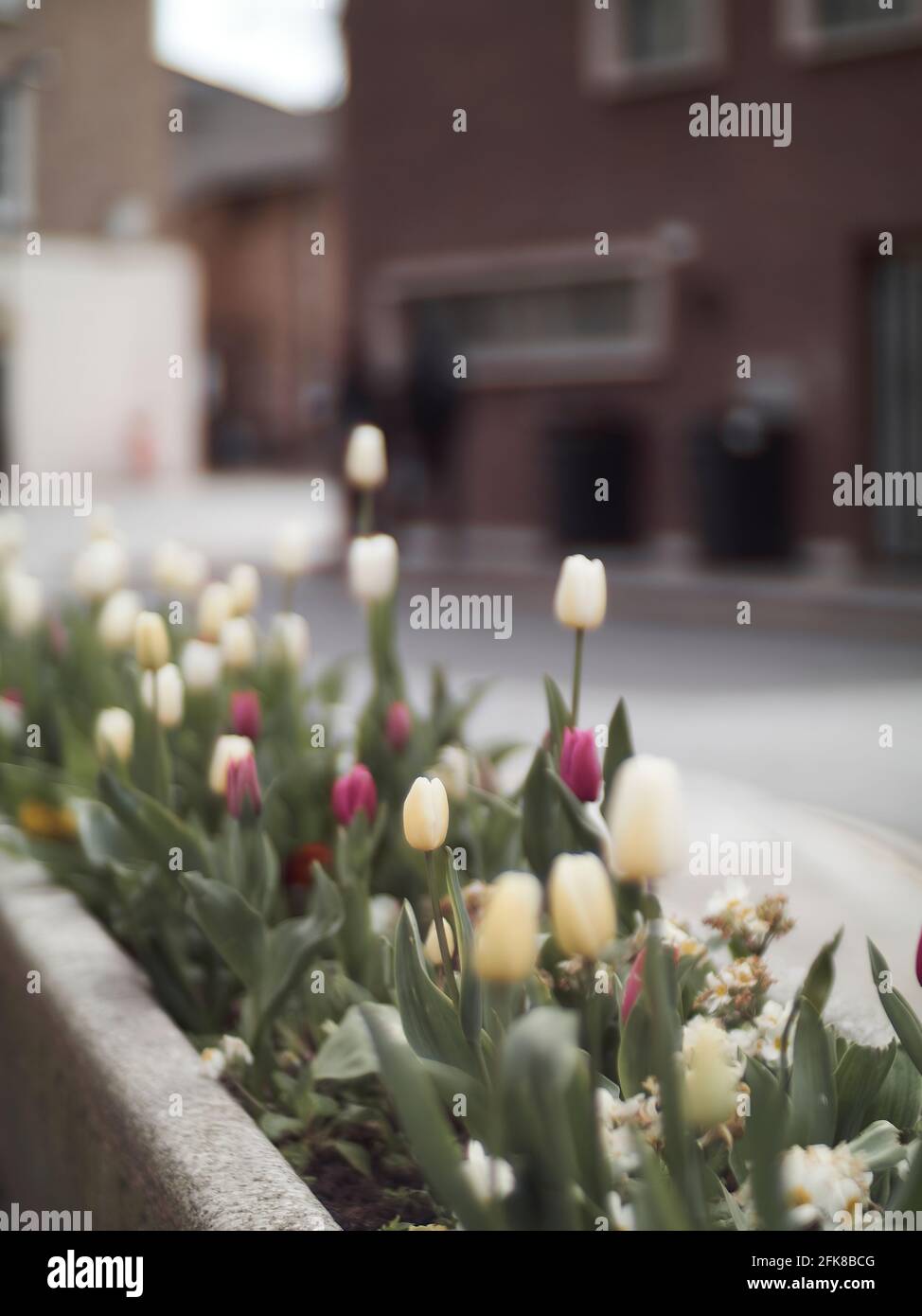 Crimson and cream tulips in an old, repurposed water trough, giving a ...